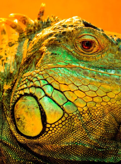 How animals survive in extreme environments – US Times Mag